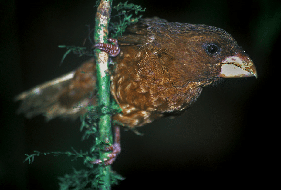 BirdLife International - Synchronicity Earth