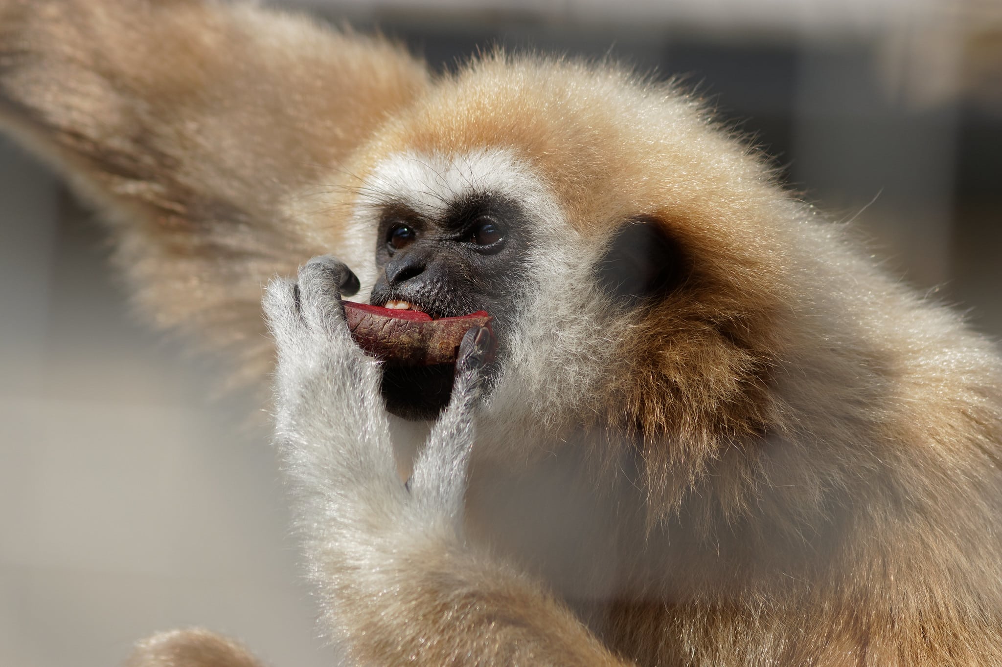 IUCN SSC Primate Specialist Group - Synchronicity Earth