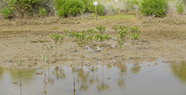 Mangrove Action Project - Synchronicity Earth