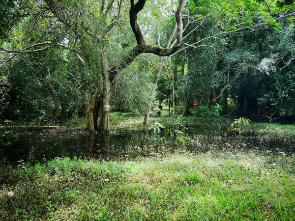 The forests of freshwater - Synchronicity Earth
