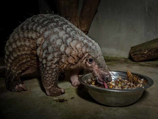 Asian Species Programme - Synchronicity Earth