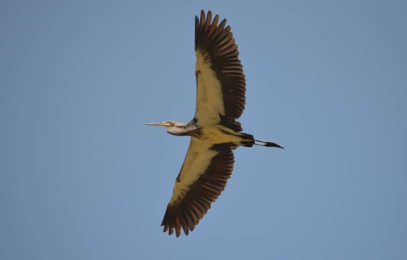 ATREE: Protecting India's White-Bellied Heron