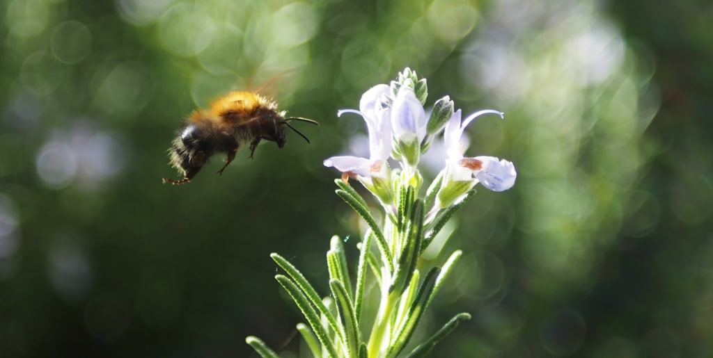 Canopy Planet Tackling Deforestation Synchronicity Earth