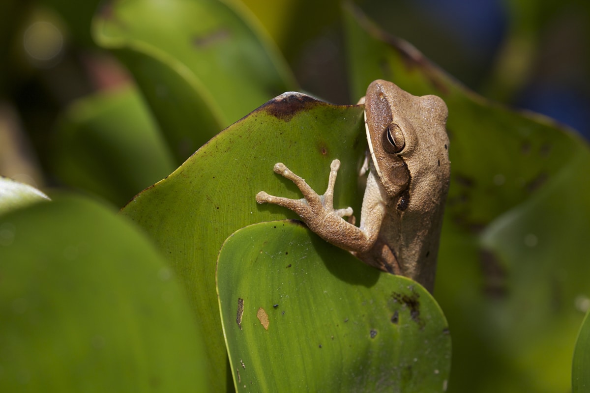 Fundación Atelopus - Synchronicity Earth